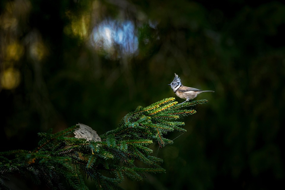 Europea De Cresta Tit Pájaro - Foto gratis en Pixabay
