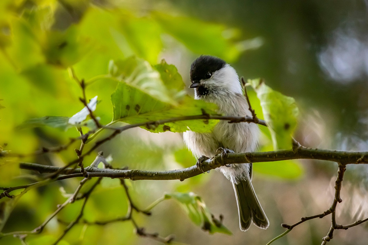 Willow Tit Poecile Montanus Vogel - Kostenloses Foto auf Pixabay - Pixabay