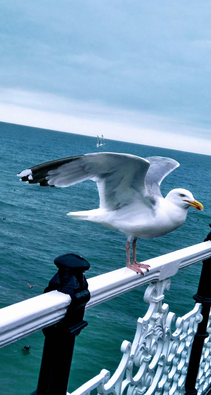 Seaside Bird Seagull - Free photo on Pixabay - Pixabay
