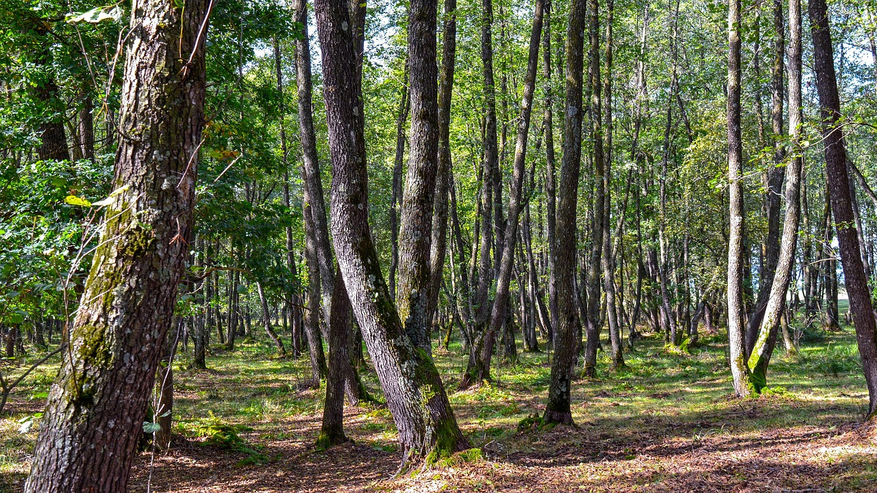 Nature Forêt - Photo gratuite sur Pixabay - Pixabay