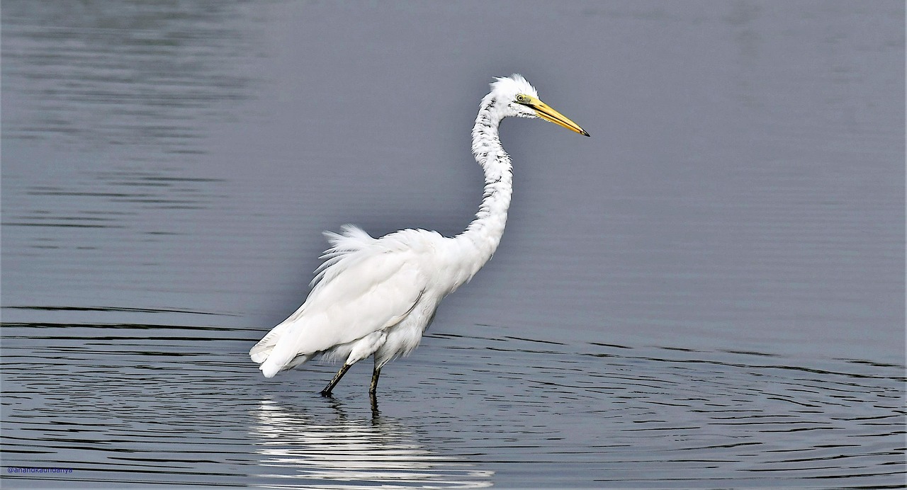 Aigrette Indienne Oiseaux Indiens - Photo gratuite sur Pixabay - Pixabay