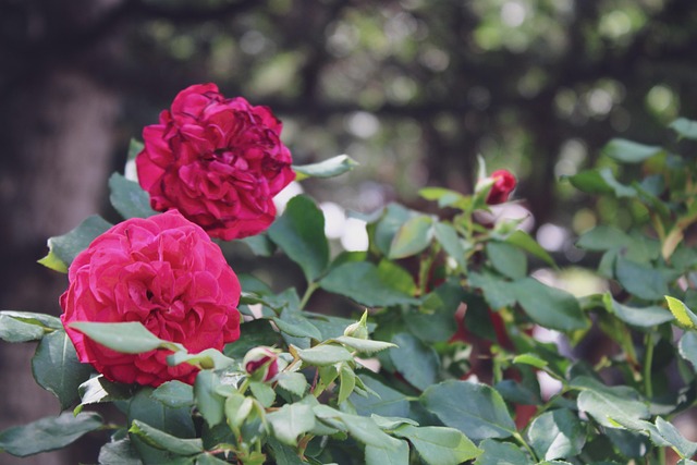 Garden Roses Nature - Free photo on Pixabay