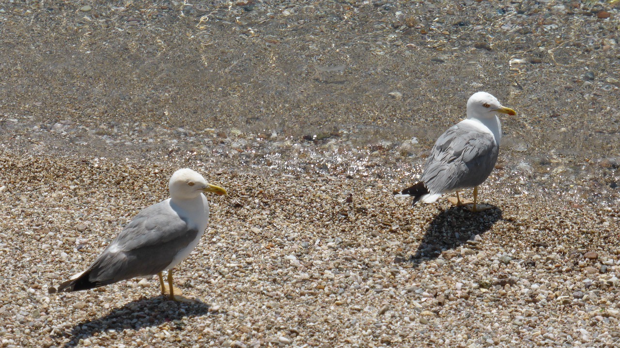 Seagulls On The Sand - Free photo on Pixabay - Pixabay