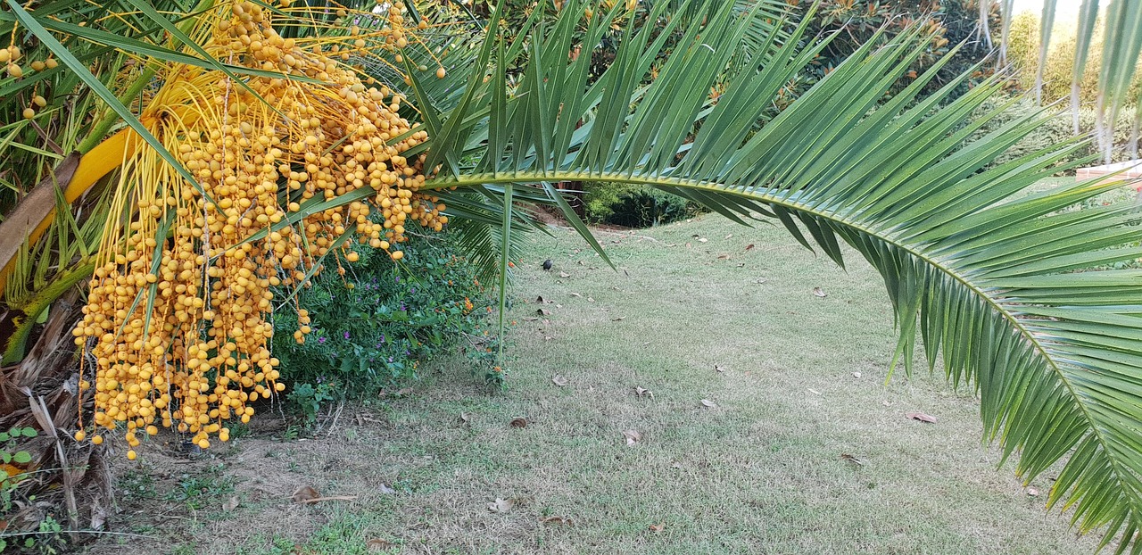 Palmera Dátil Nature - Photo gratuite sur Pixabay - Pixabay