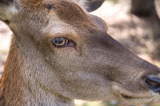 Más de 10 imágenes gratis de Ojos De Venado y Ojos - Pixabay