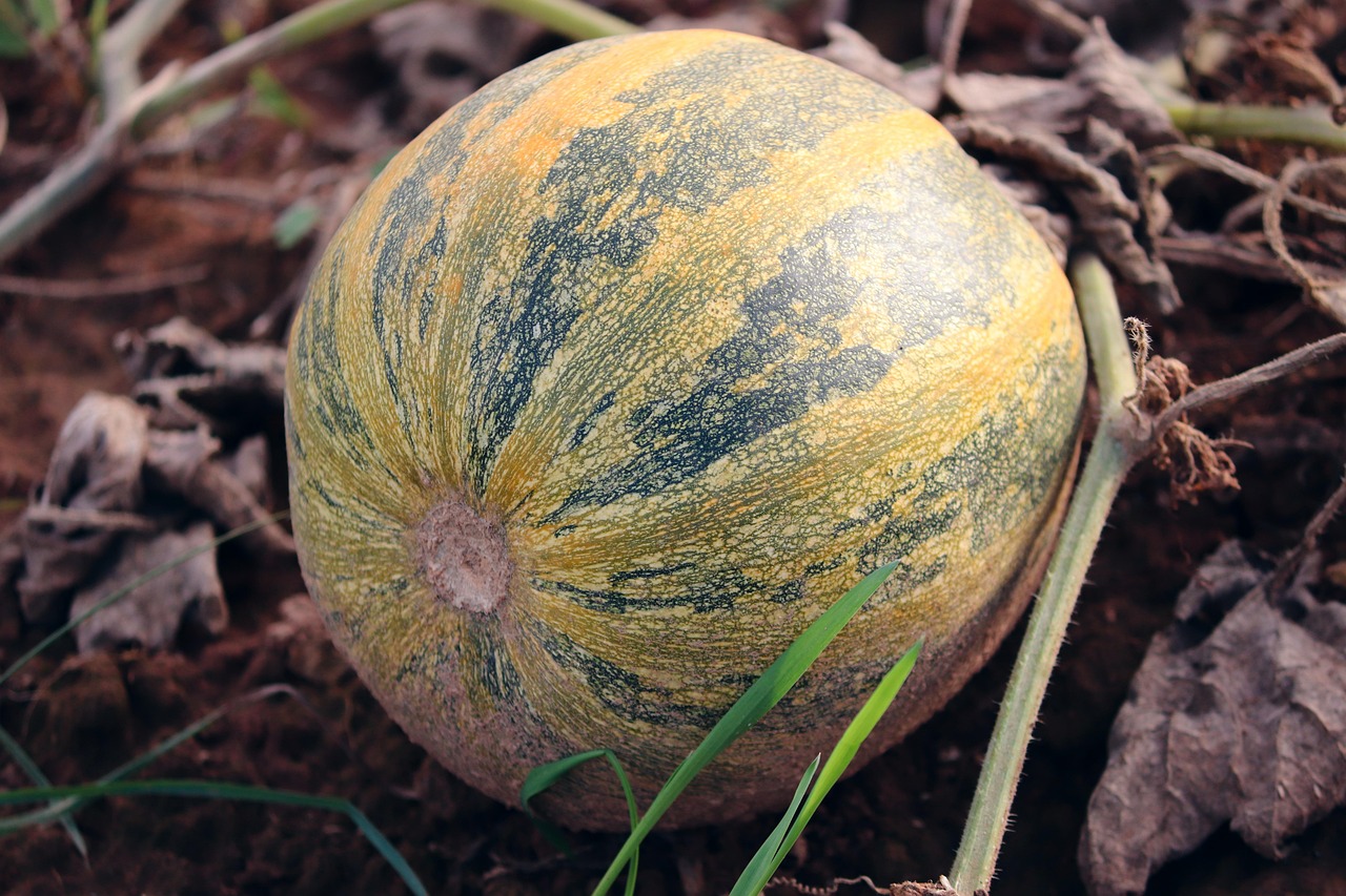 Calabaza Cucurbita Fruta - Foto gratis en Pixabay - Pixabay