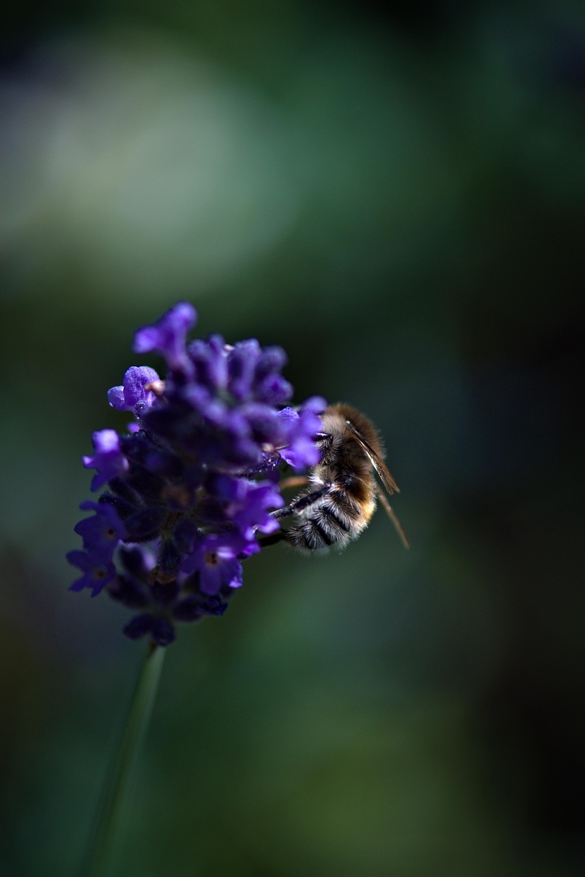 Naturaleza Flor Abeja - Foto gratis en Pixabay - Pixabay
