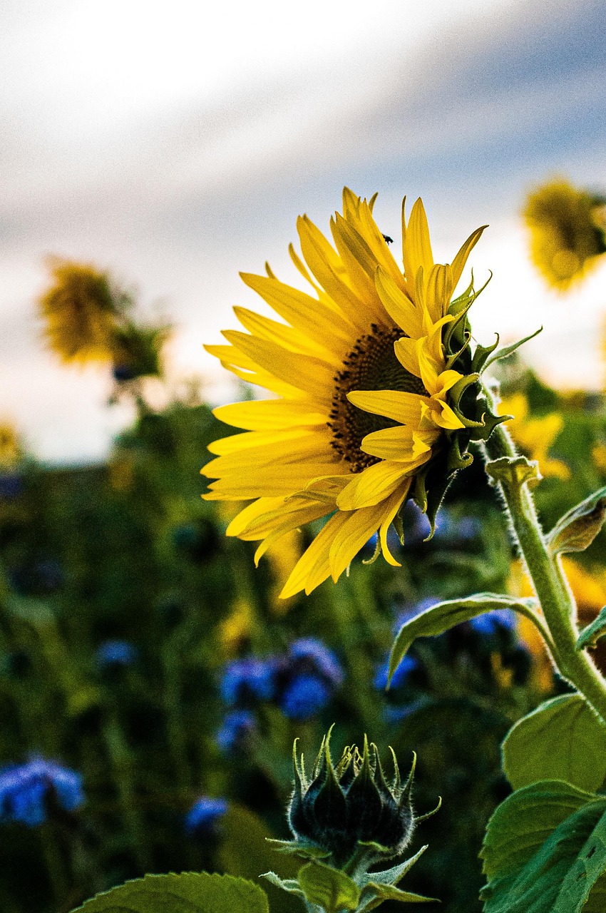 Gebirgsblume Alpen Pflanze Knospe Erdbeere Knospe Pflanze - Kostenloses ...