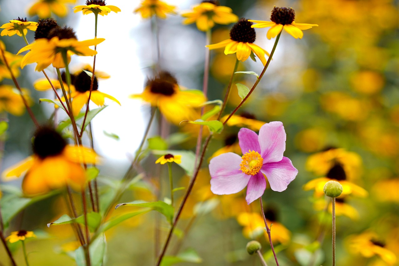 Natureza Jardim Flores Anêmona - Foto gratuita no Pixabay - Pixabay