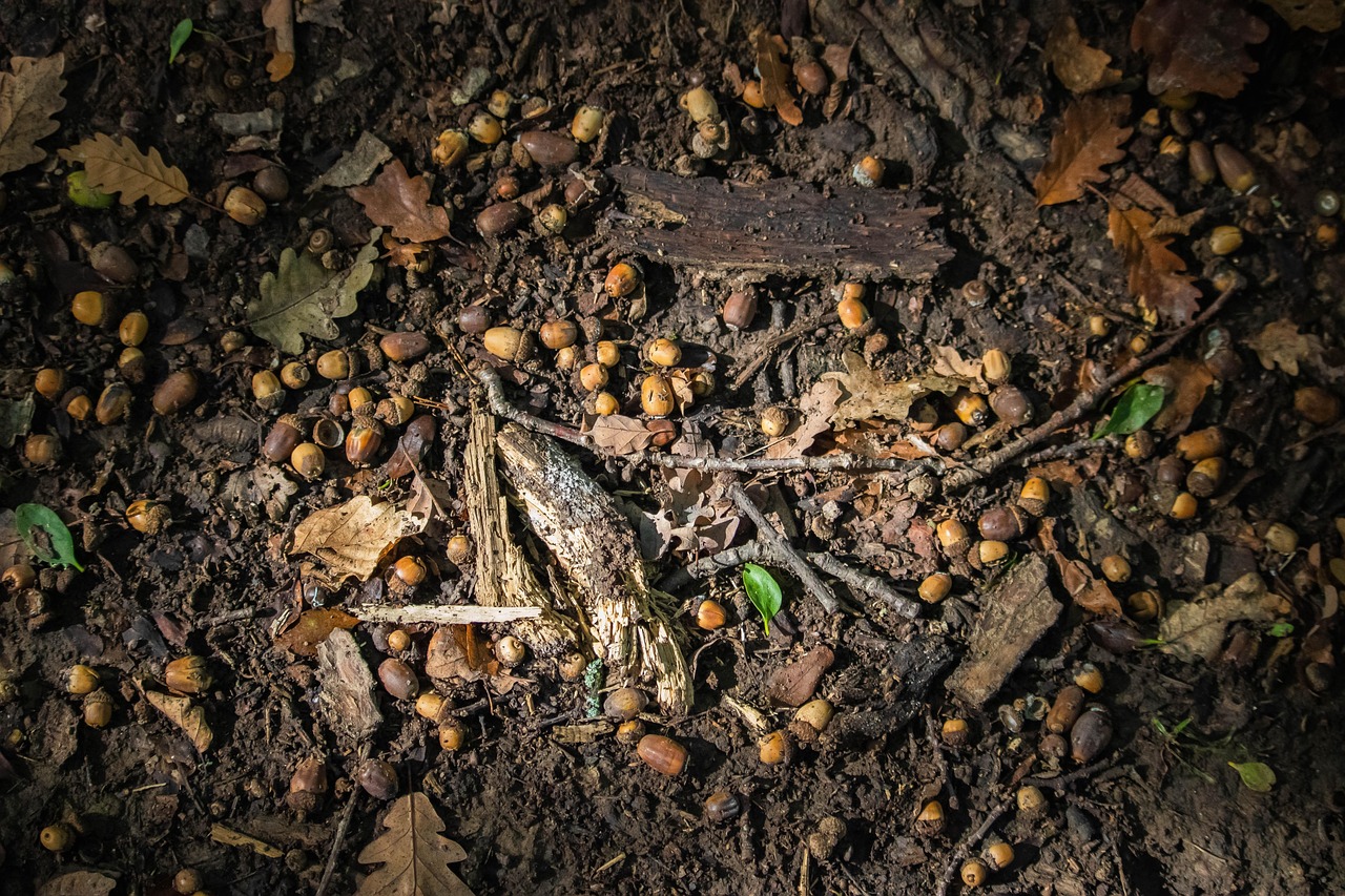 Acorns Forest Autumn - Free photo on Pixabay