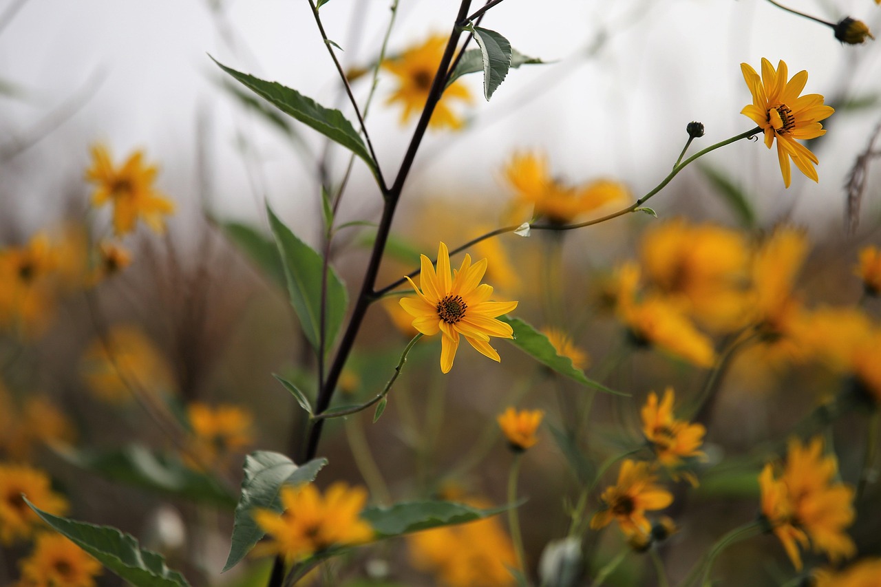 900+ Free Arnica Montana & Montana Photos - Pixabay