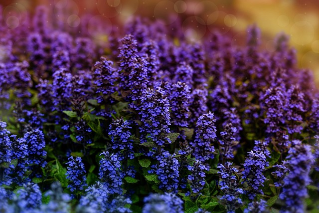 Flores Prado Naturaleza - Foto gratis en Pixabay - Pixabay