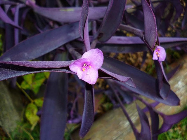 Violate Flower Yard - Free photo on Pixabay - Pixabay