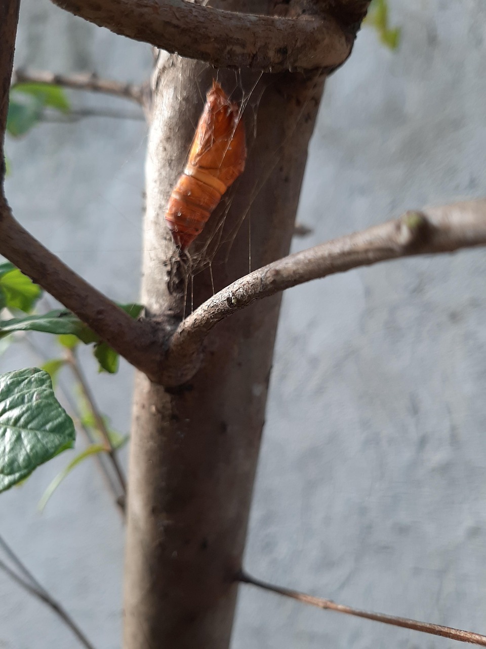 Caterpillar Climbing On - Free photo on Pixabay - Pixabay
