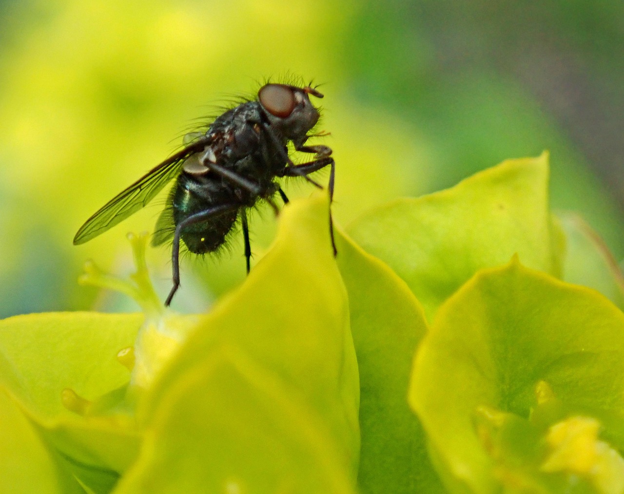 Fly Hairy Insect - Free photo on Pixabay - Pixabay