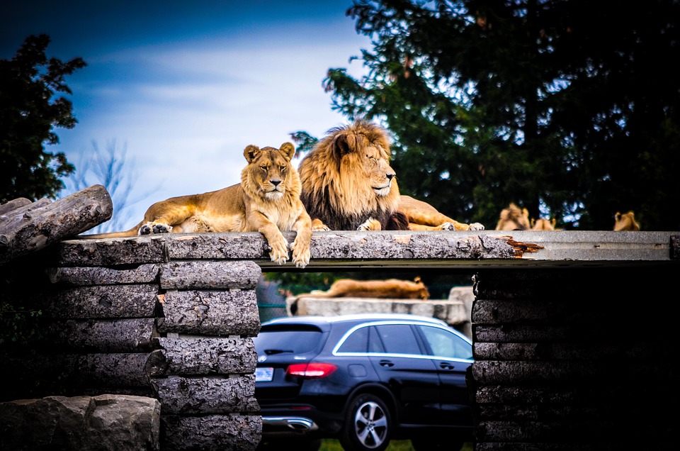 Lion Chat Sauvage Félin - Photo gratuite sur Pixabay - Pixabay