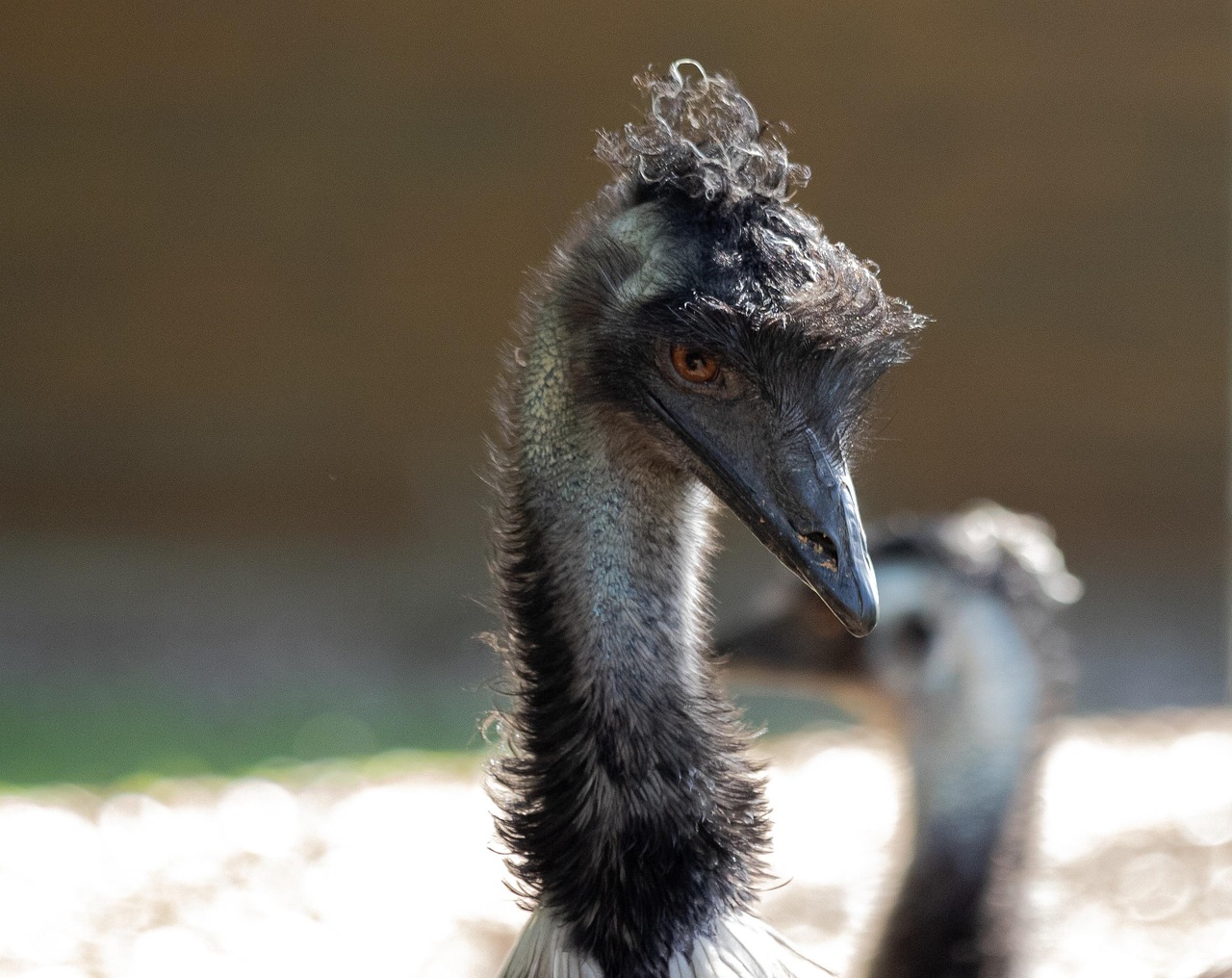 Émeu Oiseau Animal Monde - Photo gratuite sur Pixabay - Pixabay