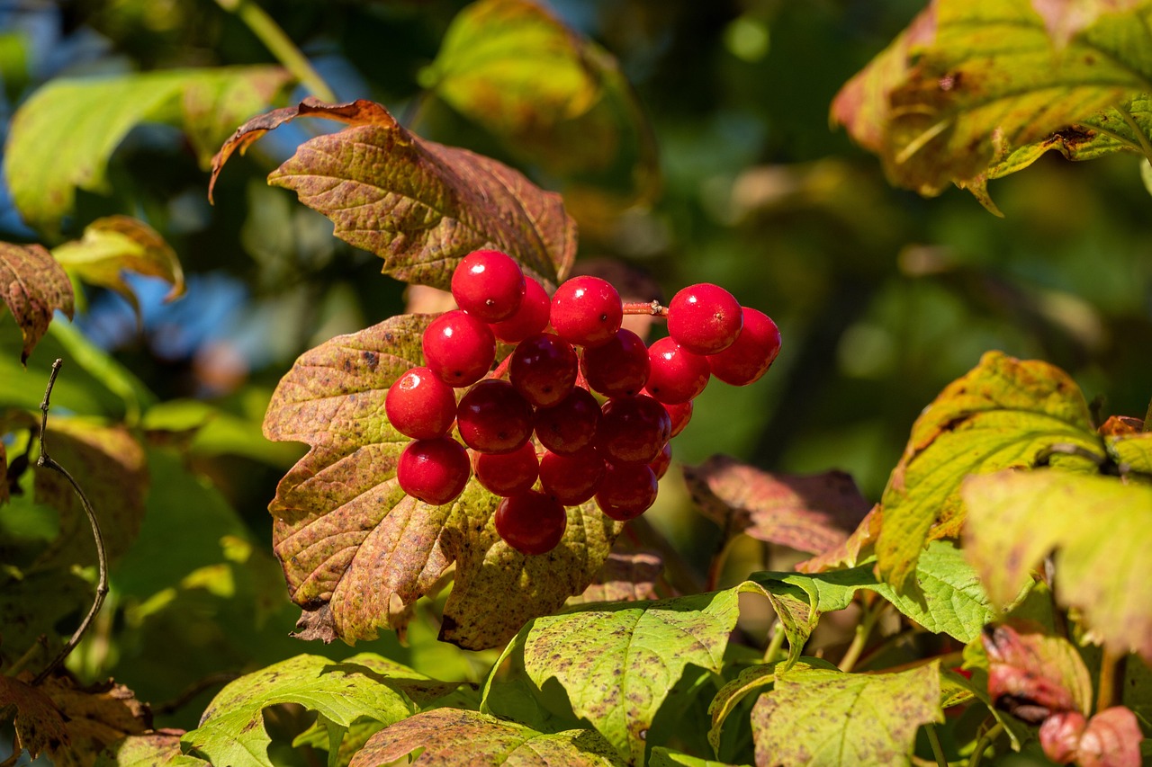 Viburnum Berry Shrub - Free photo on Pixabay - Pixabay