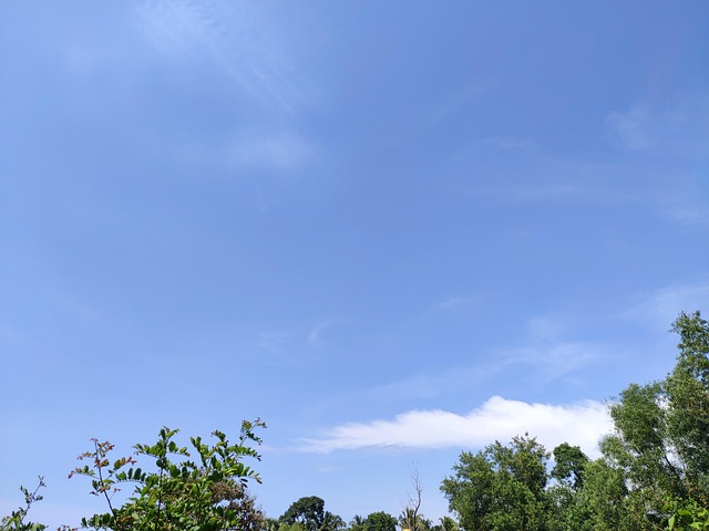 Bunga Langit Alam - Foto gratis di Pixabay - Pixabay