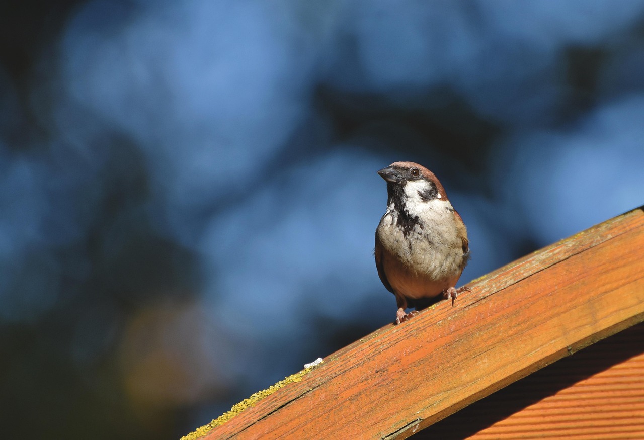 5,000+ Free Sparrow & Bird Images - Pixabay
