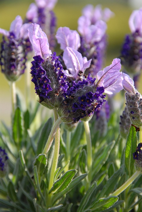 Lavender Rempah Tanaman - Foto gratis di Pixabay - Pixabay