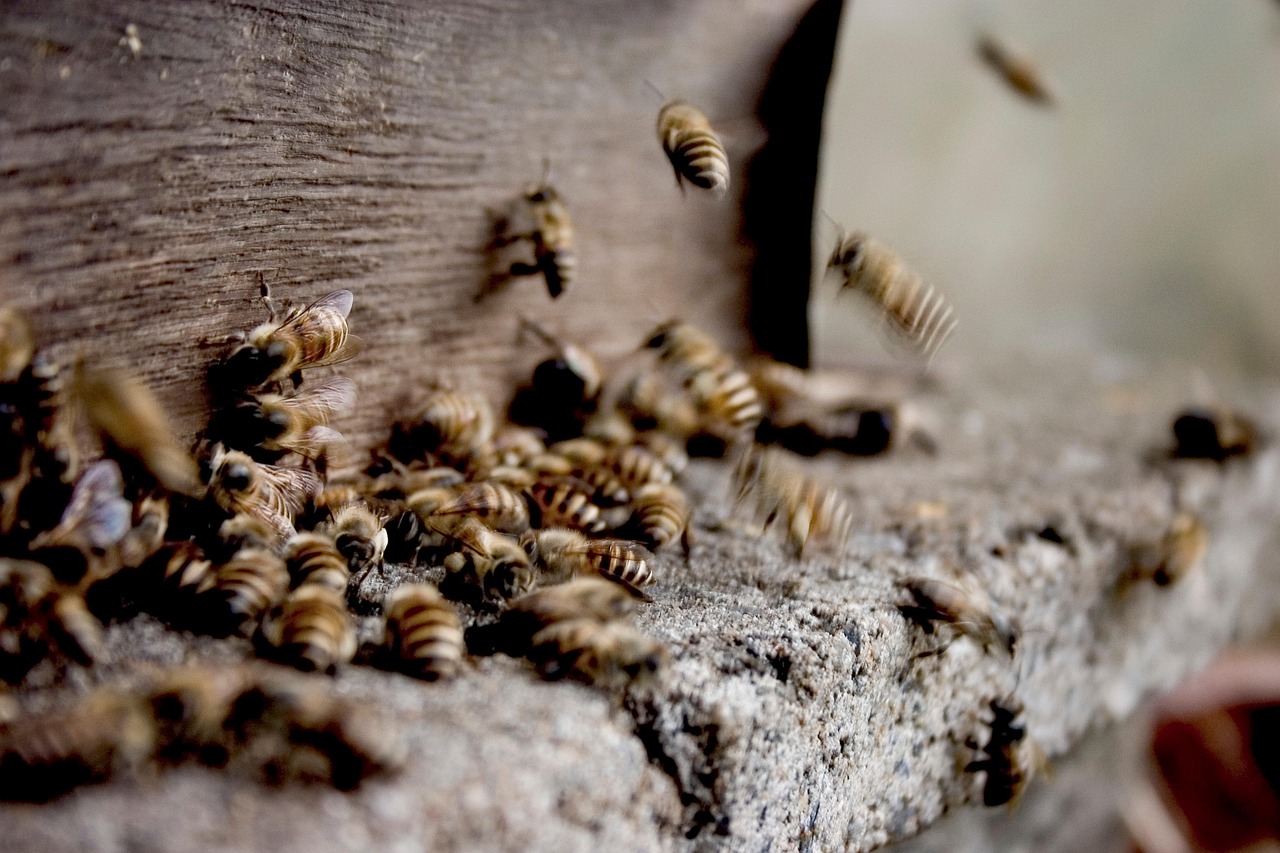 Bees Beekeeping Insects Honey - Free photo on Pixabay - Pixabay