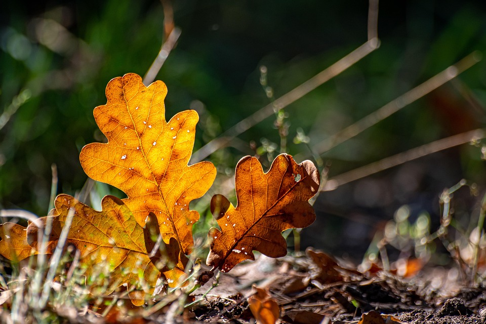 Autumn Leaves Oak - Free photo on Pixabay - Pixabay
