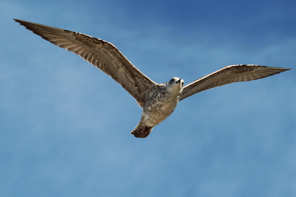 Seagull Bird Beak - Free photo on Pixabay - Pixabay