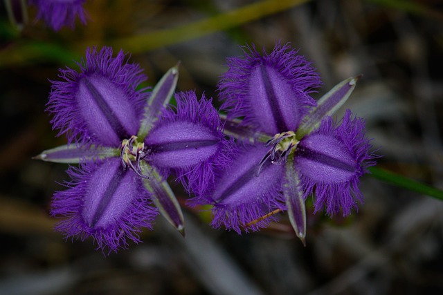 Blumen Lilane Blüte - Kostenloses Foto auf Pixabay
