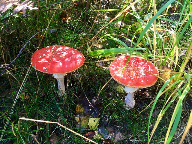 Mosquito Net Mushroom Mosquitoes - Free photo on Pixabay - Pixabay