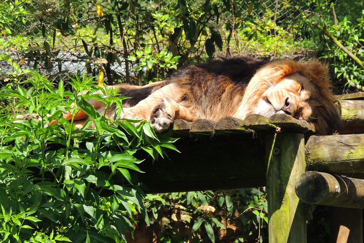 Lion Endormi Zoo - Photo gratuite sur Pixabay - Pixabay
