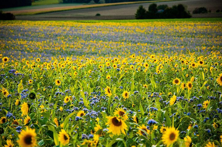 10,000+ Sunflower Images & Pictures [HD]