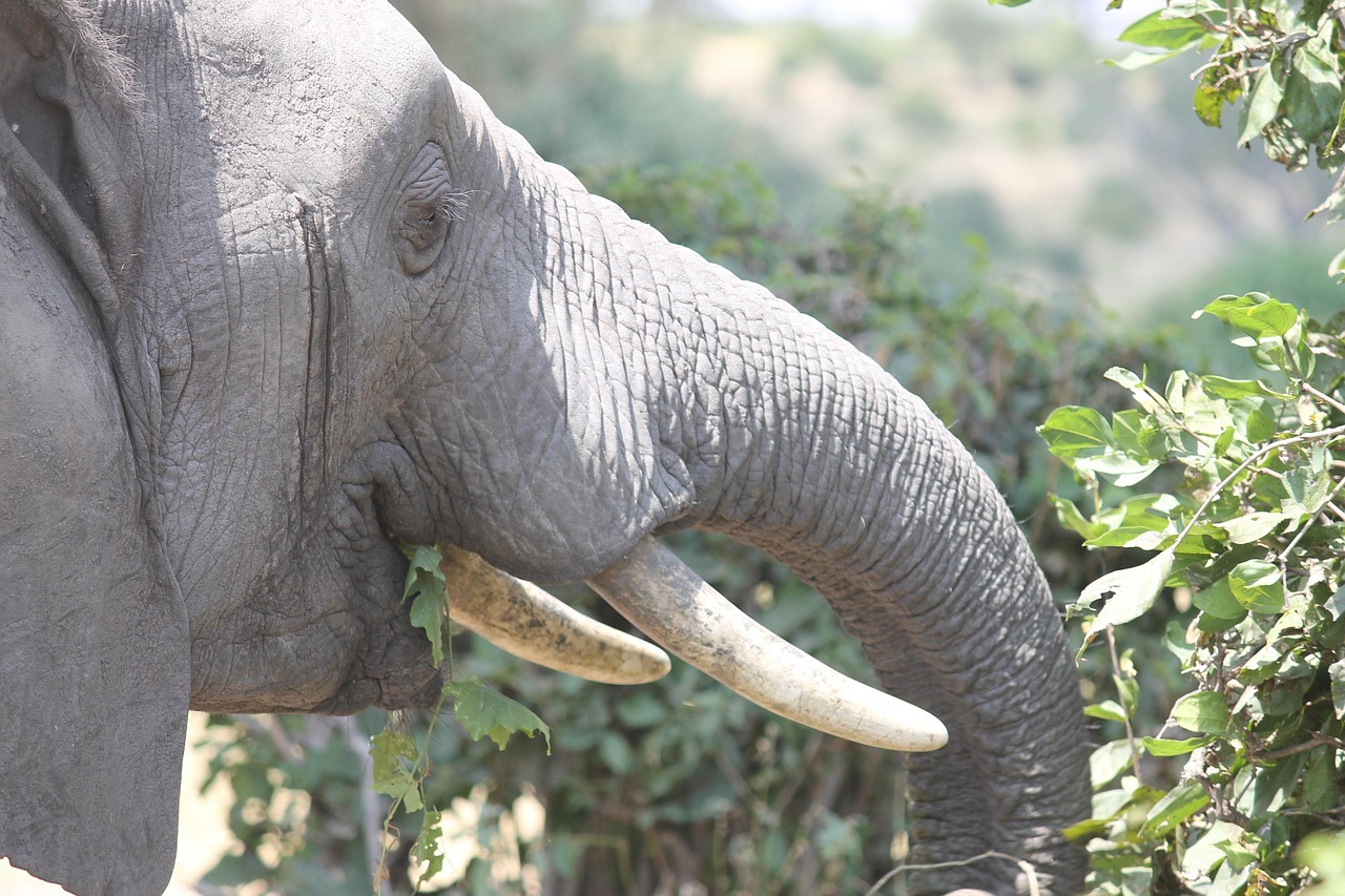 Elephant Ele Ivory - Free photo on Pixabay - Pixabay