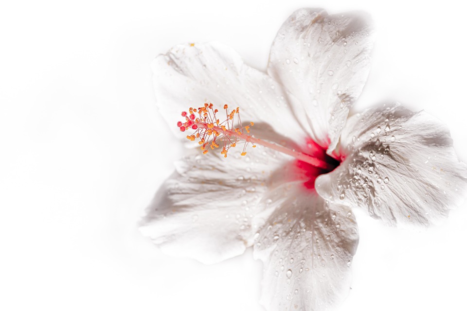 Flor Pétalos Rocío Gotas De - Foto gratis en Pixabay