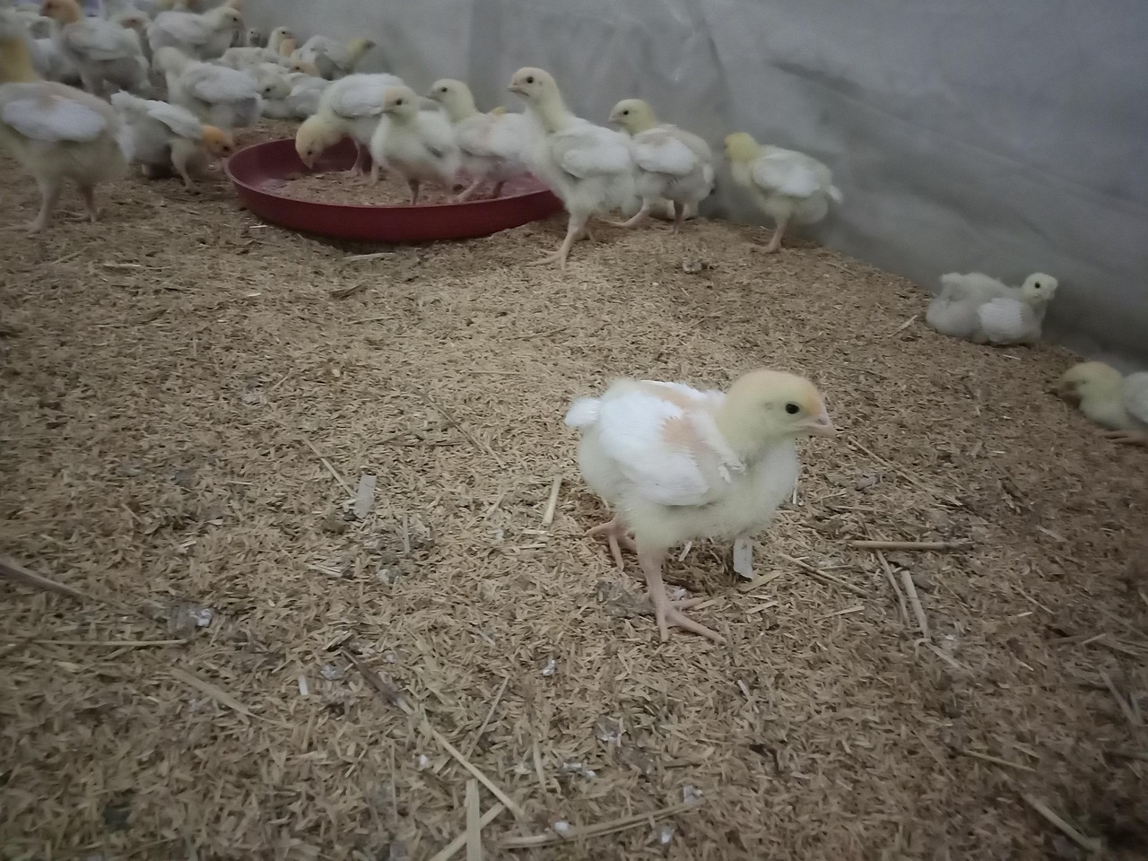 Poultry Chicks Hens Hen - Free photo on Pixabay - Pixabay