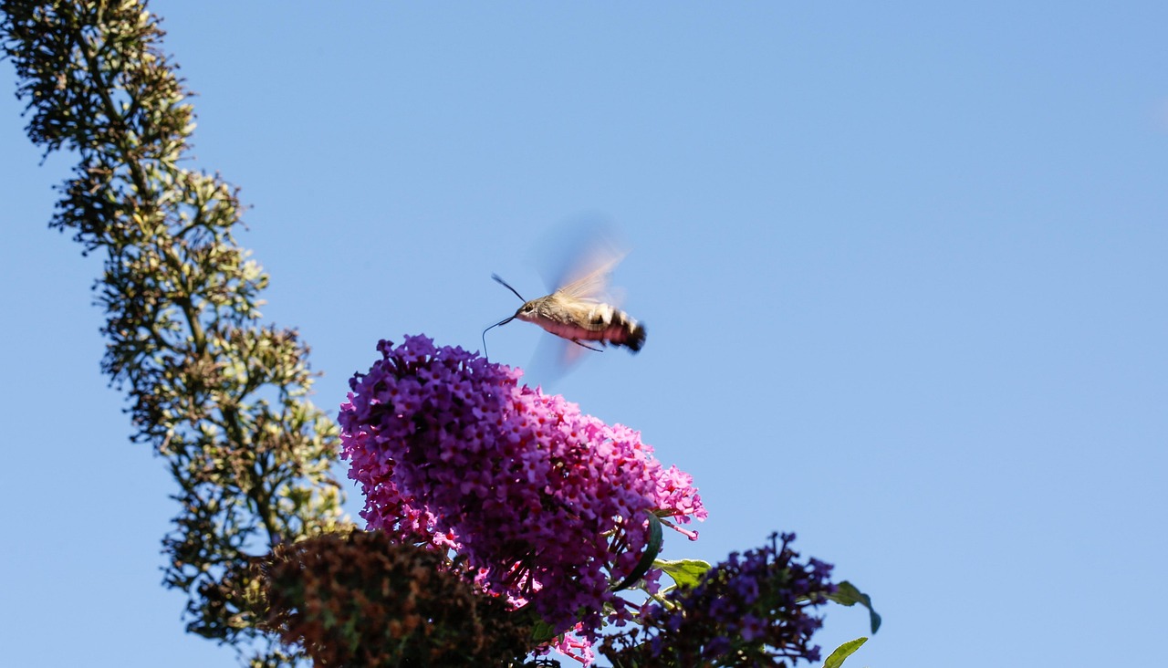 Colibri Hawk-Moth Macroglossum - Photo gratuite sur Pixabay - Pixabay