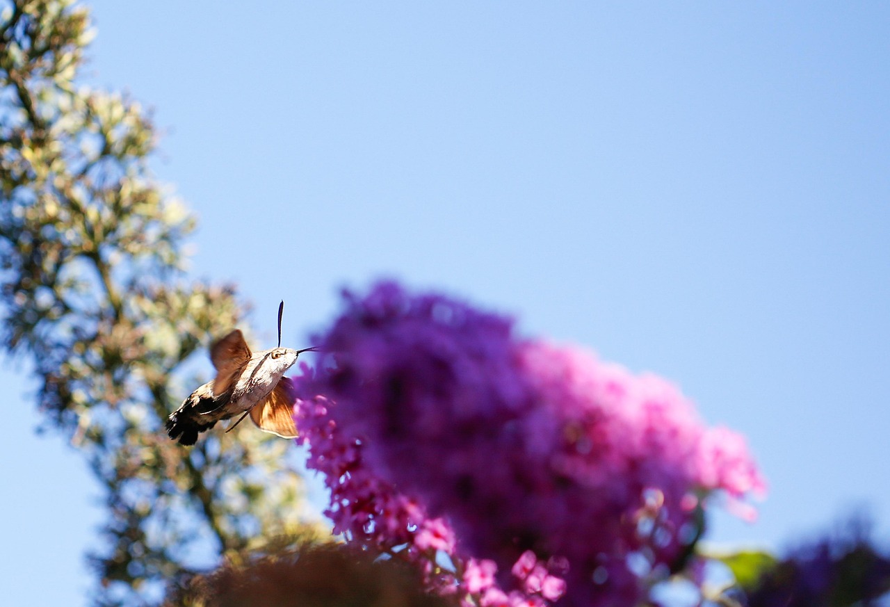 Colibri Hawk-Moth Macroglossum - Photo gratuite sur Pixabay - Pixabay