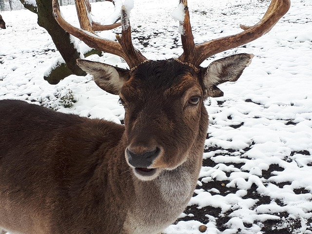 Cervo Neve Animal Olhe - Foto gratuita no Pixabay - Pixabay