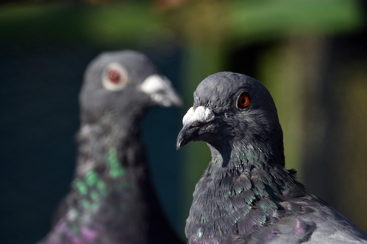 Taube Vogel Schnabel - Kostenloses Foto auf Pixabay - Pixabay