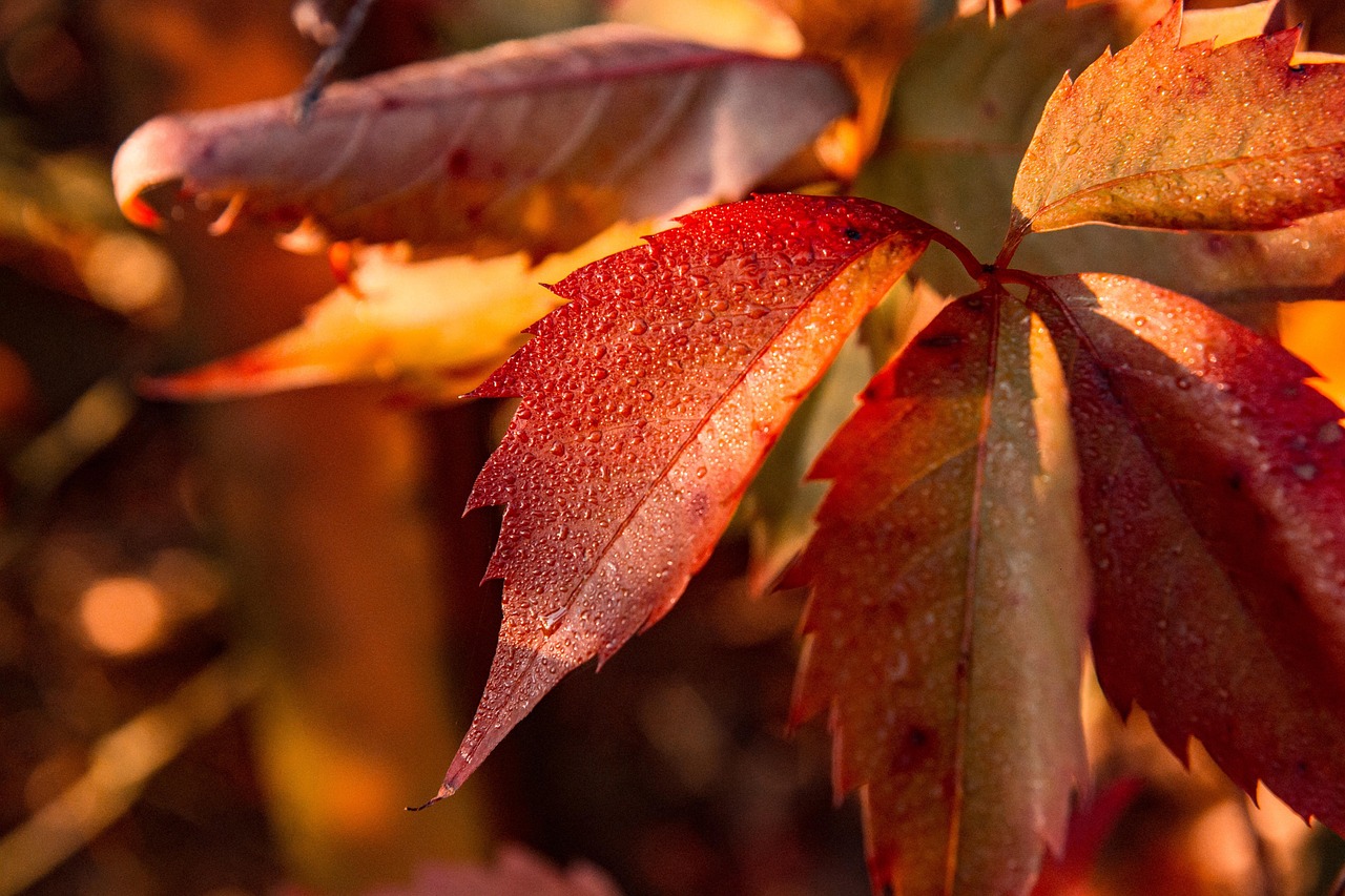 Musim Gugur Dedaunan Daun-Daun - Foto gratis di Pixabay - Pixabay