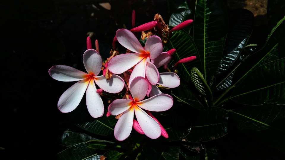 Champa India Flower - Free photo on Pixabay - Pixabay