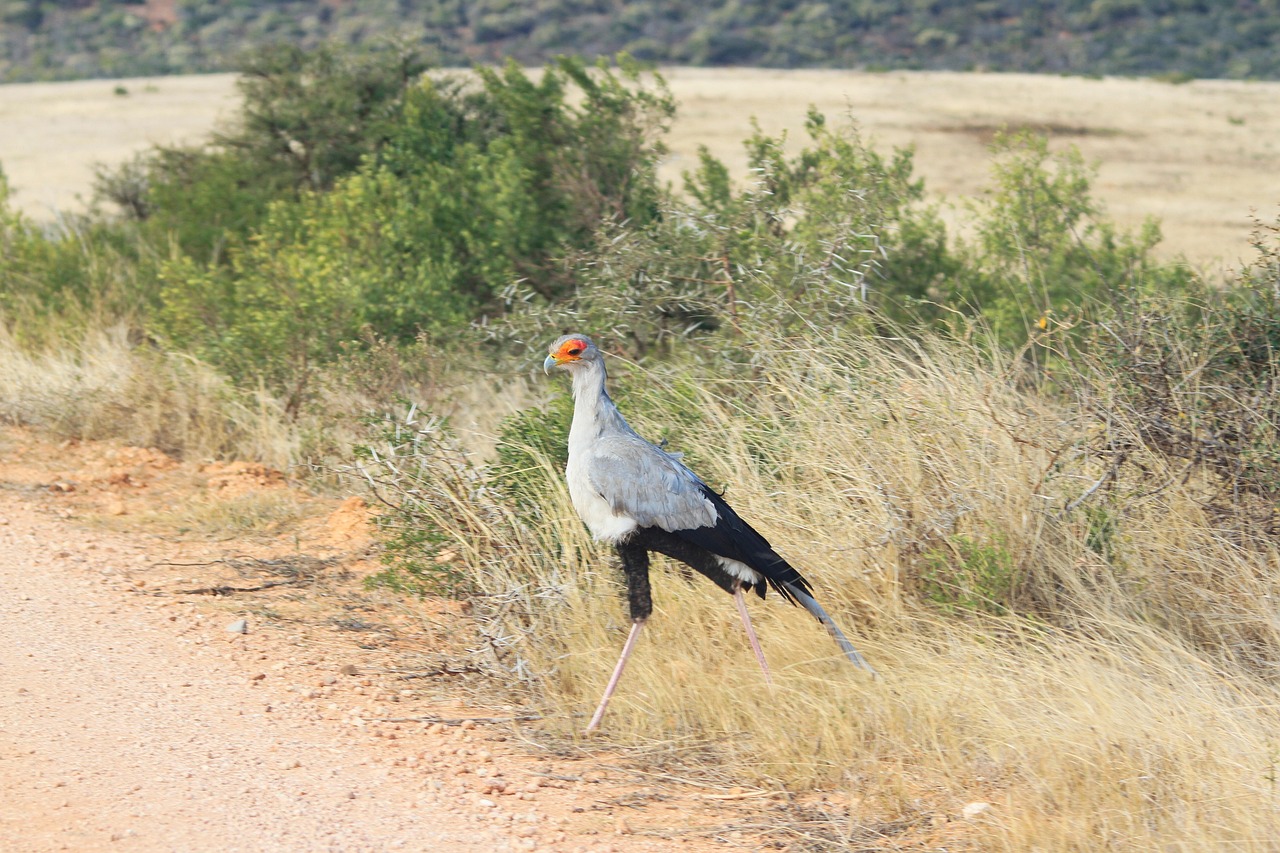 Pájaro Secretario Raptor - Foto gratis en Pixabay - Pixabay