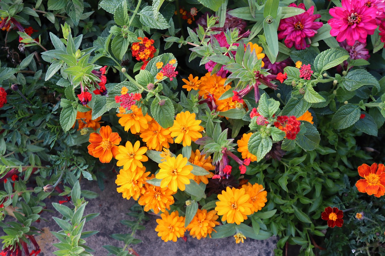 Bunga Kuning Padang Rumput Musim - Foto gratis di Pixabay - Pixabay