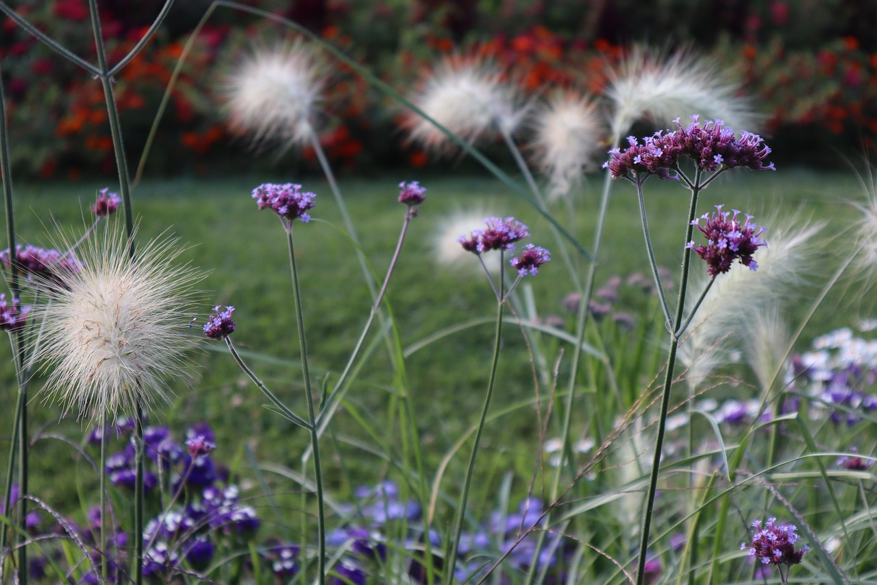 Bunga Padang Rumput Musim Panas - Foto gratis di Pixabay - Pixabay
