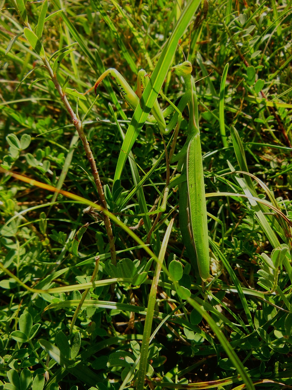 Praying Mantis Religiosa Free Photo On Pixabay Pixabay