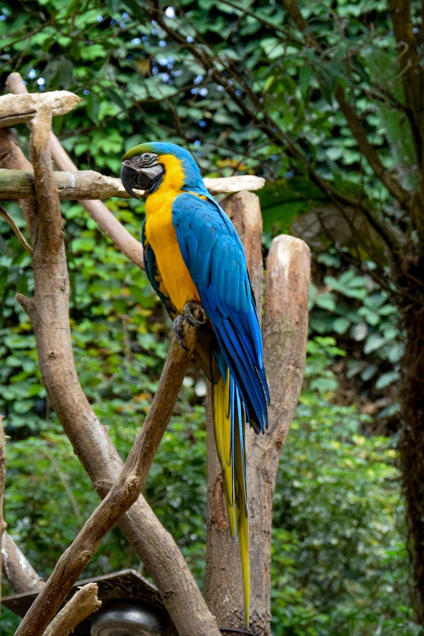 Zoo Pájaro Guacamayo - Foto gratis en Pixabay