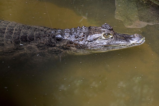 Cayman Crocodile Reptile - Free photo on Pixabay - Pixabay