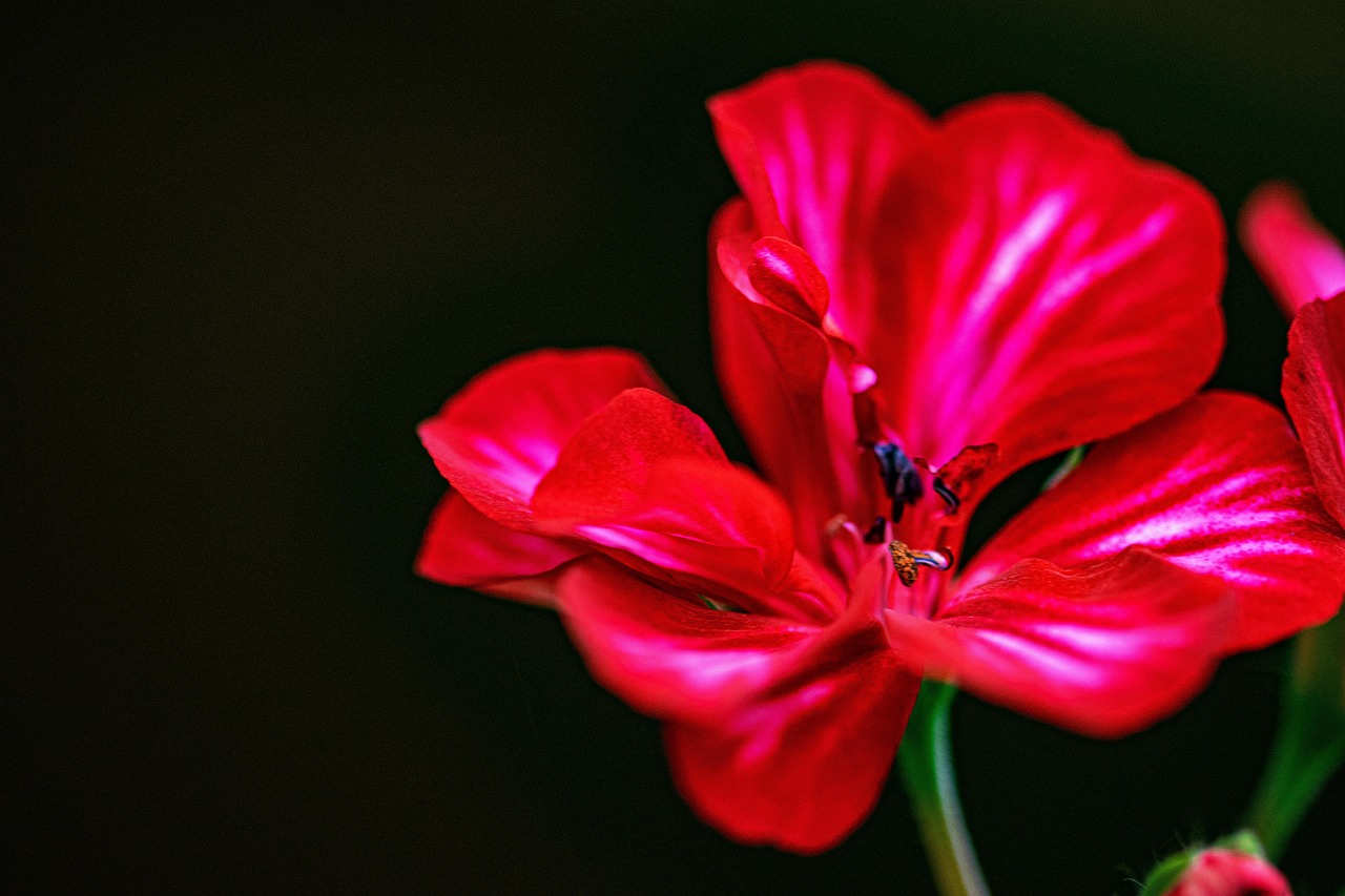 Noix De Muscade Fleur Close-Up - Photo gratuite sur Pixabay - Pixabay