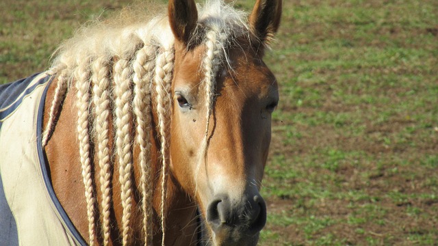 Horse Blond - Free photo on Pixabay - Pixabay