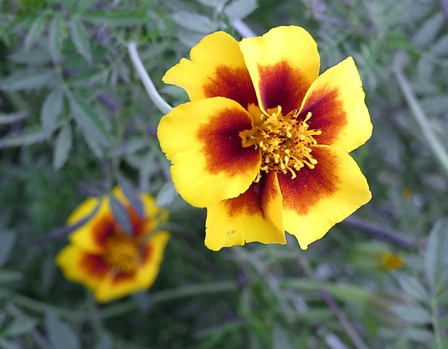 Bunga Kuning Merah - Foto gratis di Pixabay - Pixabay